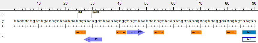 Sequence view - User Guide to SeqBuilder Pro - 17.6