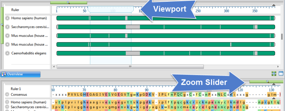 Sequences view - User Guide to MegAlign Pro - 18.0