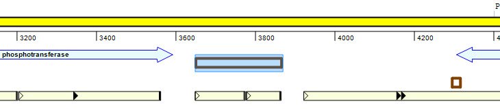 Try it! – Create and modify a feature - User Guide to SeqBuilder Pro - 17.6