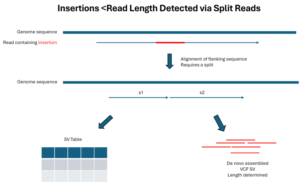 Structural variation calculation in long-read workflows - User Guide to GenVision Pro - 18.0