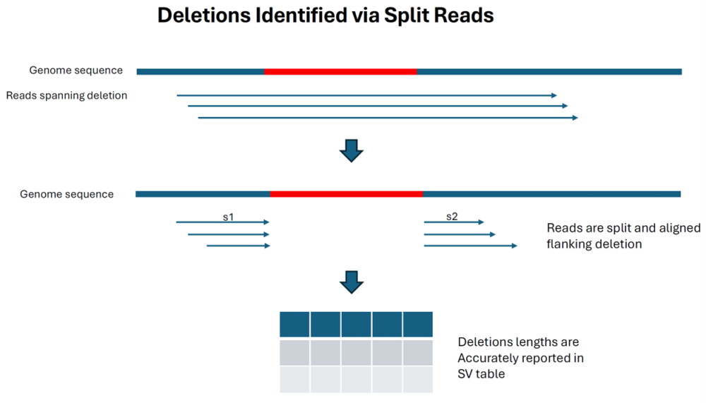 Structural variation calculation in long-read workflows - User Guide to GenVision Pro - 18.0