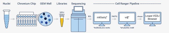 Single-Cell Immune Profiling Service - DriverMap™ AIR Technology Guide - v1