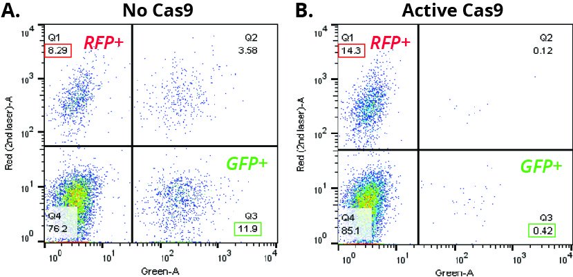 CRISPRtest Data (GFP/RFP) - CRISPRtest™ Essential-Gene Cas9 Activity ...