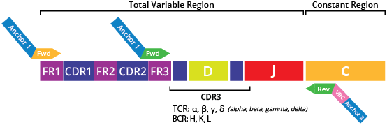 DriverMap™ AIR TCR-BCR Full-length Profiling Kit (Human RNA) - DriverMap™ AIR TCR-BCR Full ...
