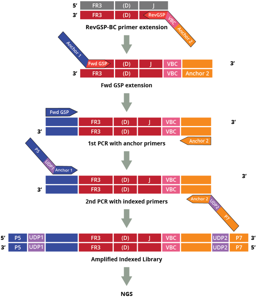 DriverMap™ AIR DNA Profiling Assay - DriverMap™ AIR TCR-BCR Profiling Kit (Human DNA) - V2 - v1