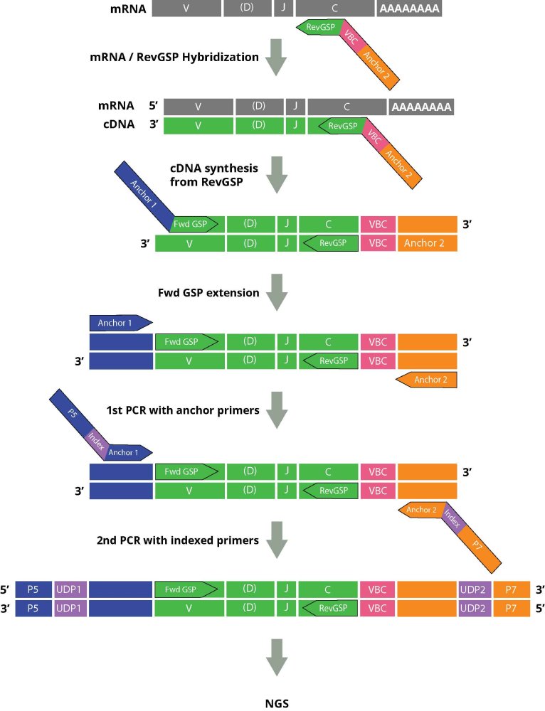 DriverMap™ AIR RNA Profiling Assay (human/mouse) - DriverMap™ AIR RNA CDR3 TCR-BCR Profiling Kit ...