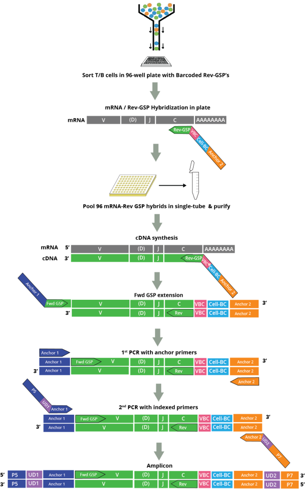 DriverMap™ Single-cell AIR TCR-BCR Immunophenotyping Assay – V2 - DriverMap™ Single-cell AIR TCR ...