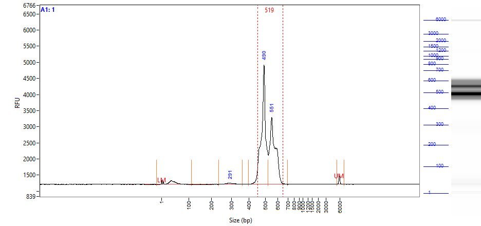 QC, Quantify and Combine Samples for NGS - DriverMap™ AIR TCR-BCR Full-length Profiling Kit ...