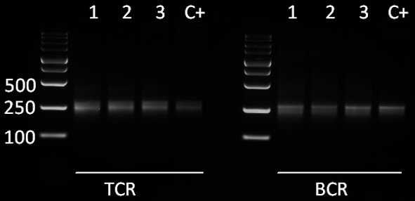 Quantify and Combine Samples for NGS - DriverMap™ AIR TCR-BCR Profiling Kit (Human DNA) - V2 - v1