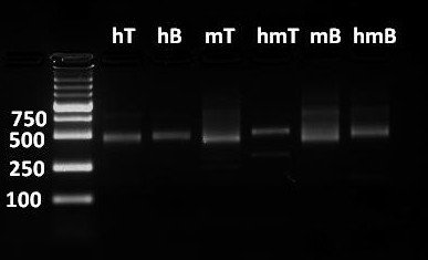 QC, Quantify and Combine Samples for NGS - DriverMap™ Single-cell AIR TCR-BCR Chain Pairing ...