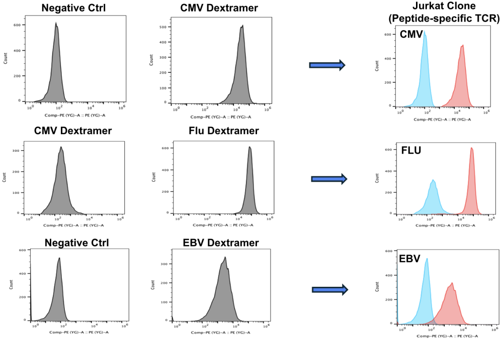 Dextramer Staining - Jurkat TCR-Antigen Reporter Cell System - v1