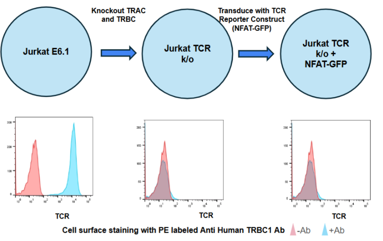 Jurkat TCR-Antigen Reporter Cell System - Jurkat TCR-Antigen Reporter ...