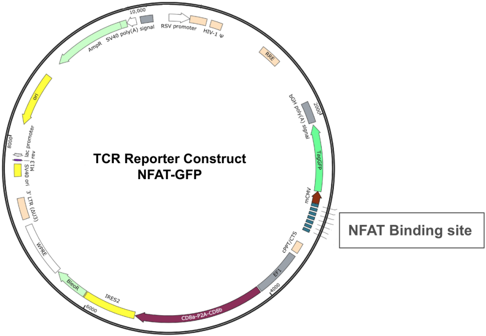 Jurkat TCR-Antigen Reporter Cell System - Jurkat TCR-Antigen Reporter ...