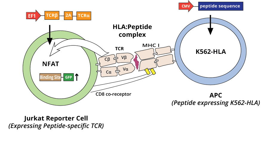 Co-culture Experiments - Jurkat TCR-Antigen Reporter Cell System - v1