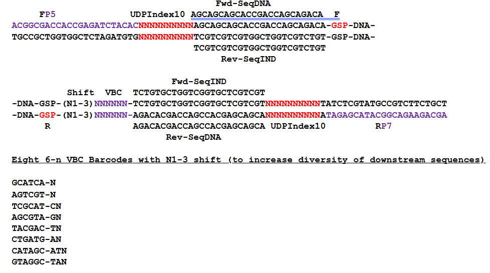 Appendix B. Structure of Amplified Indexed Library - DriverMap™ AIR TCR-BCR Profiling Kit (Human ...