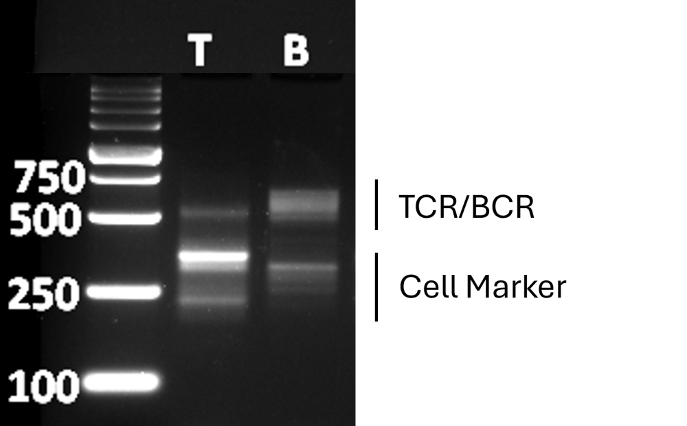 QC, Quantify and Combine Samples for NGS - DriverMap™ Single-cell AIR TCR-BCR Immunophenotyping ...